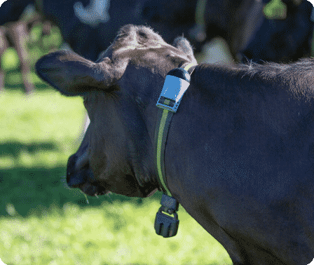 Collars - Allflex Livestock Intelligence New Zealand