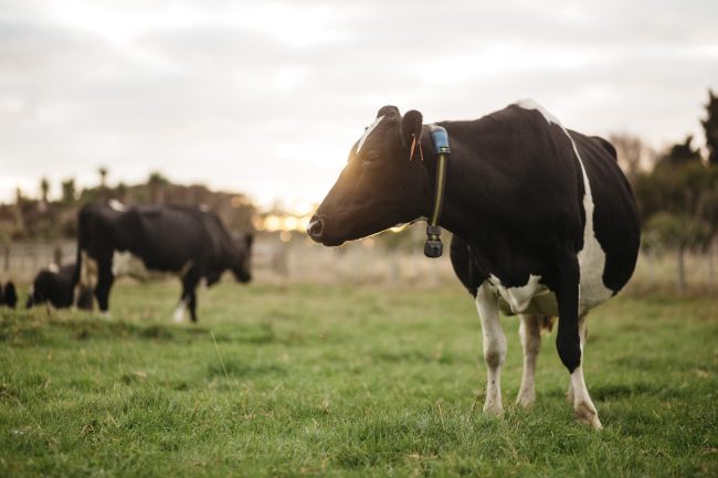 Allflex Livestock Intelligence NZ | ID, Monitoring & Health