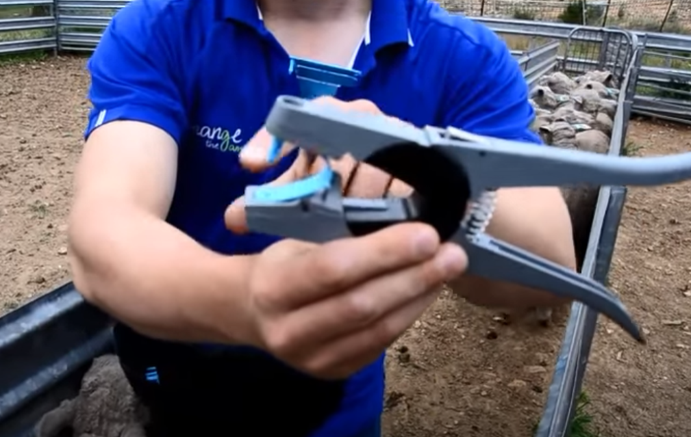 ID Videos Archives - Page 2 of 2 - Allflex Livestock Intelligence New ...