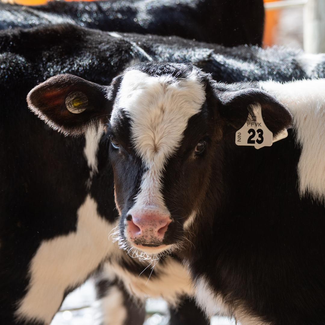 Allflex Livestock Intelligence NZ | ID, Monitoring & Health