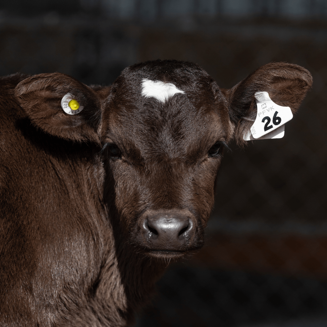 Tag Solutions - Allflex Livestock Intelligence New Zealand