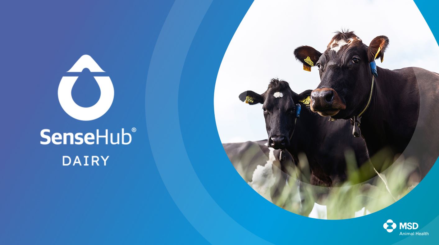 SenseHub® Dairy - Allflex Livestock Intelligence New Zealand