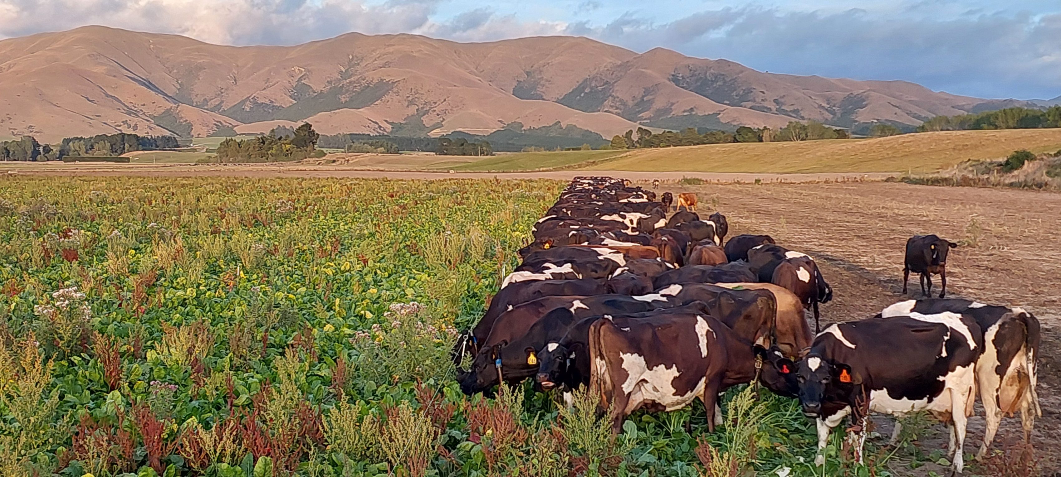 Tissue Sampling Unit (TSU) - Allflex Livestock Intelligence New Zealand